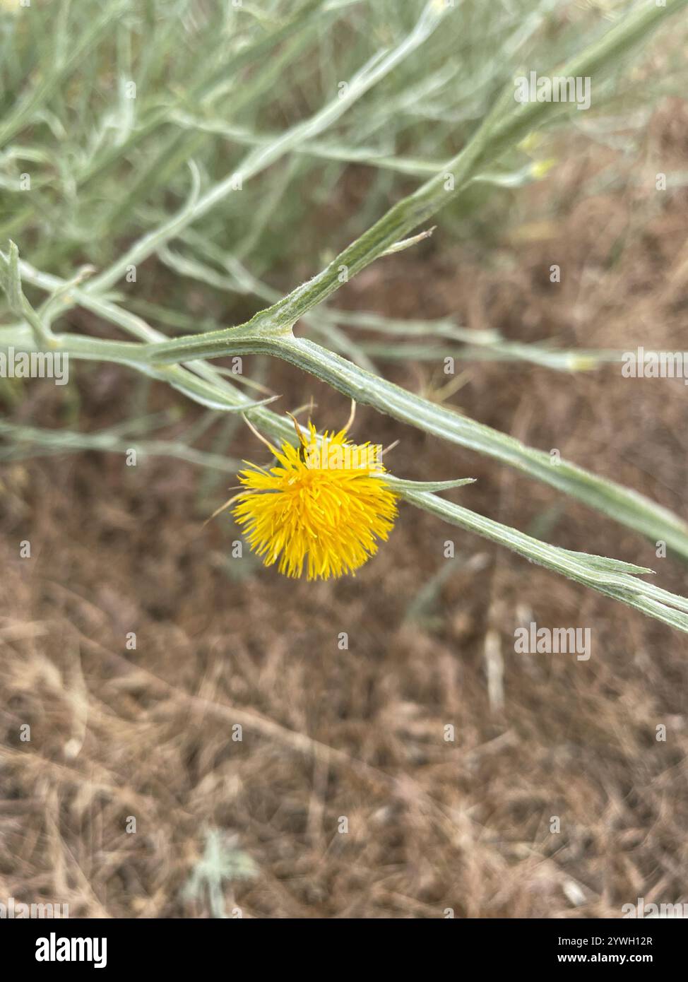 Yellow Star-Thistle (Centaurea solstitialis Stock Photo - Alamy