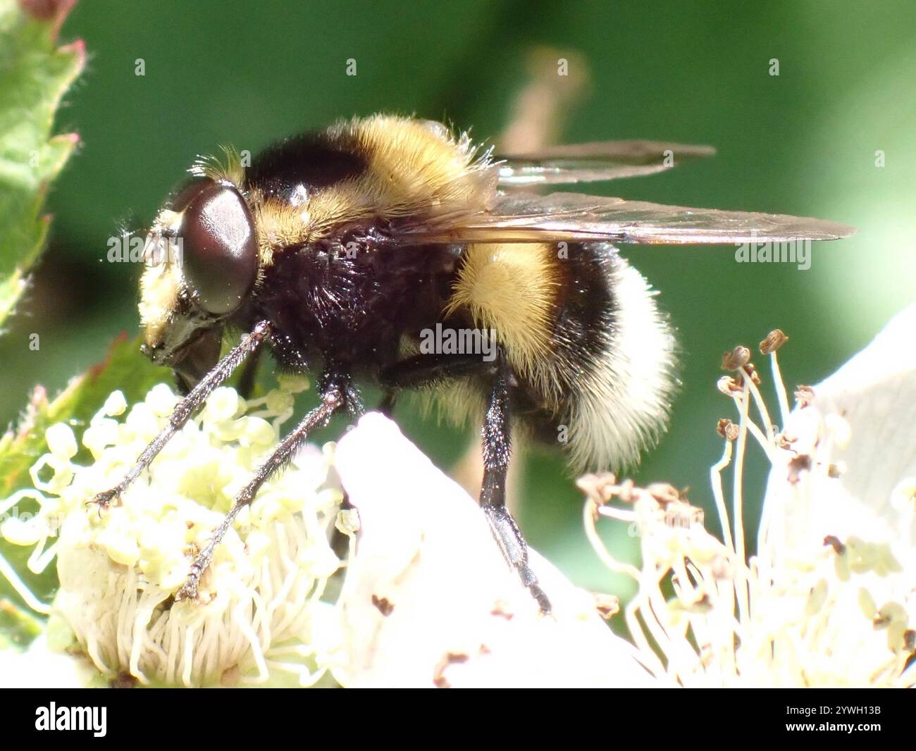 Bumble Bee Hover Fly (Volucella bombylans Stock Photo - Alamy