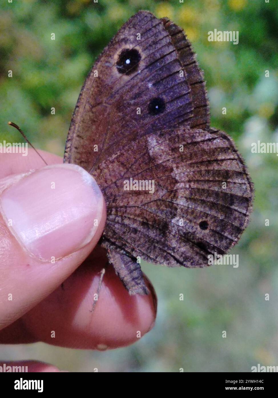 Satyrus ferula hi-res stock photography and images - Alamy