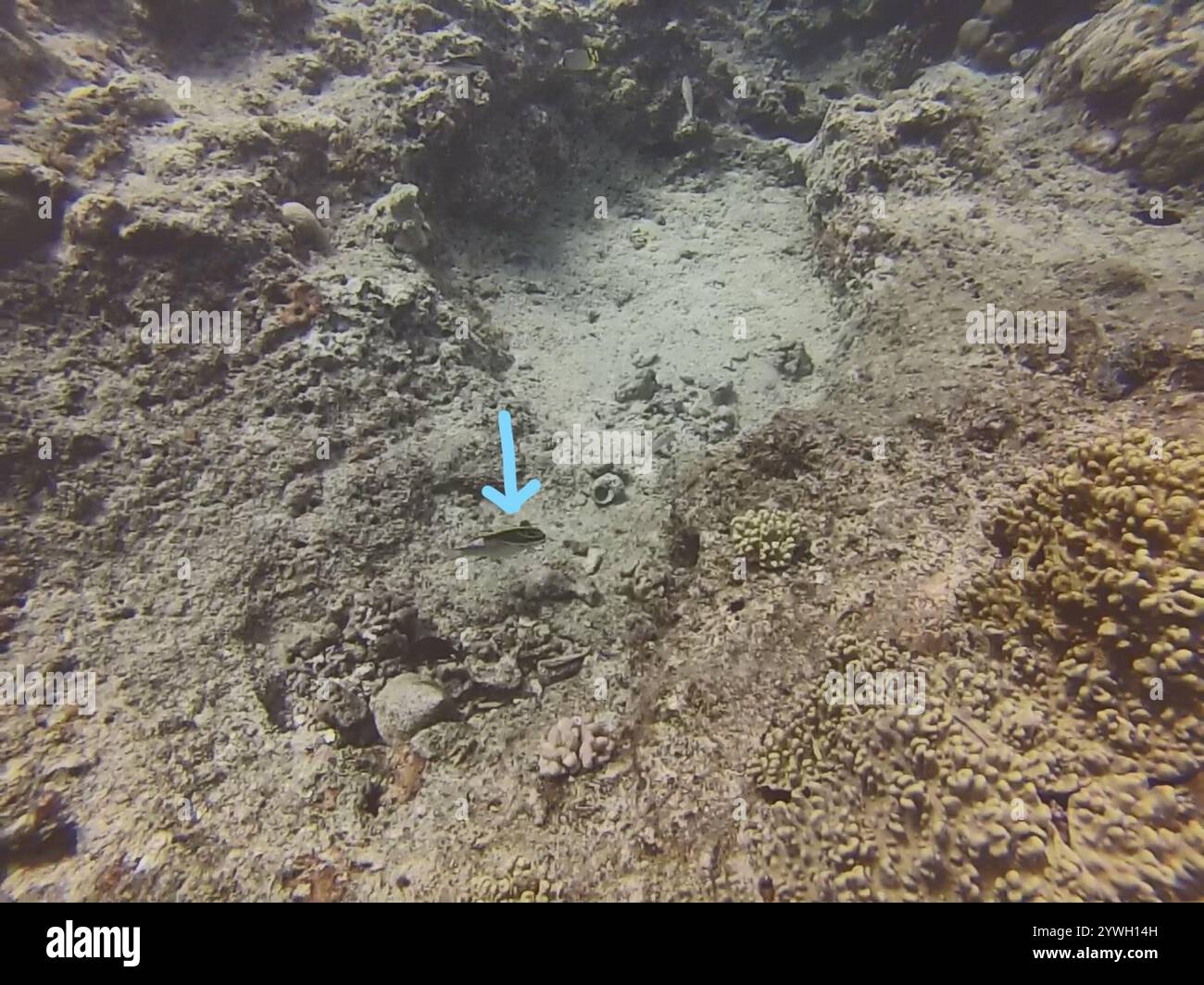 Bridled Monocle Bream (Scolopsis bilineata Stock Photo - Alamy