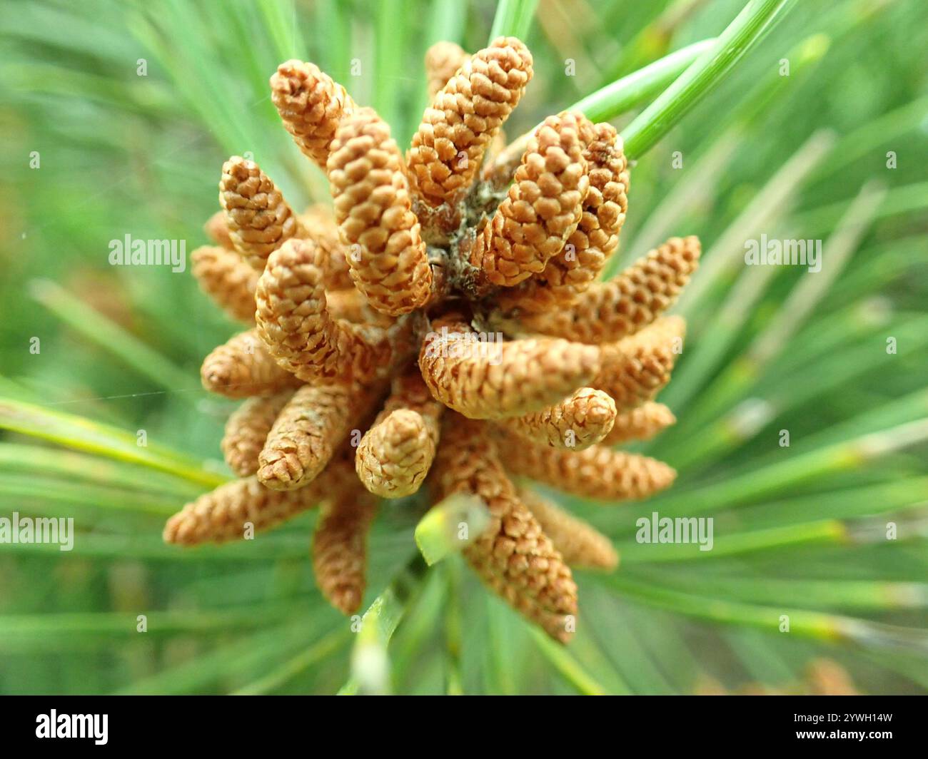 Shore Pine (Pinus contorta contorta Stock Photo - Alamy