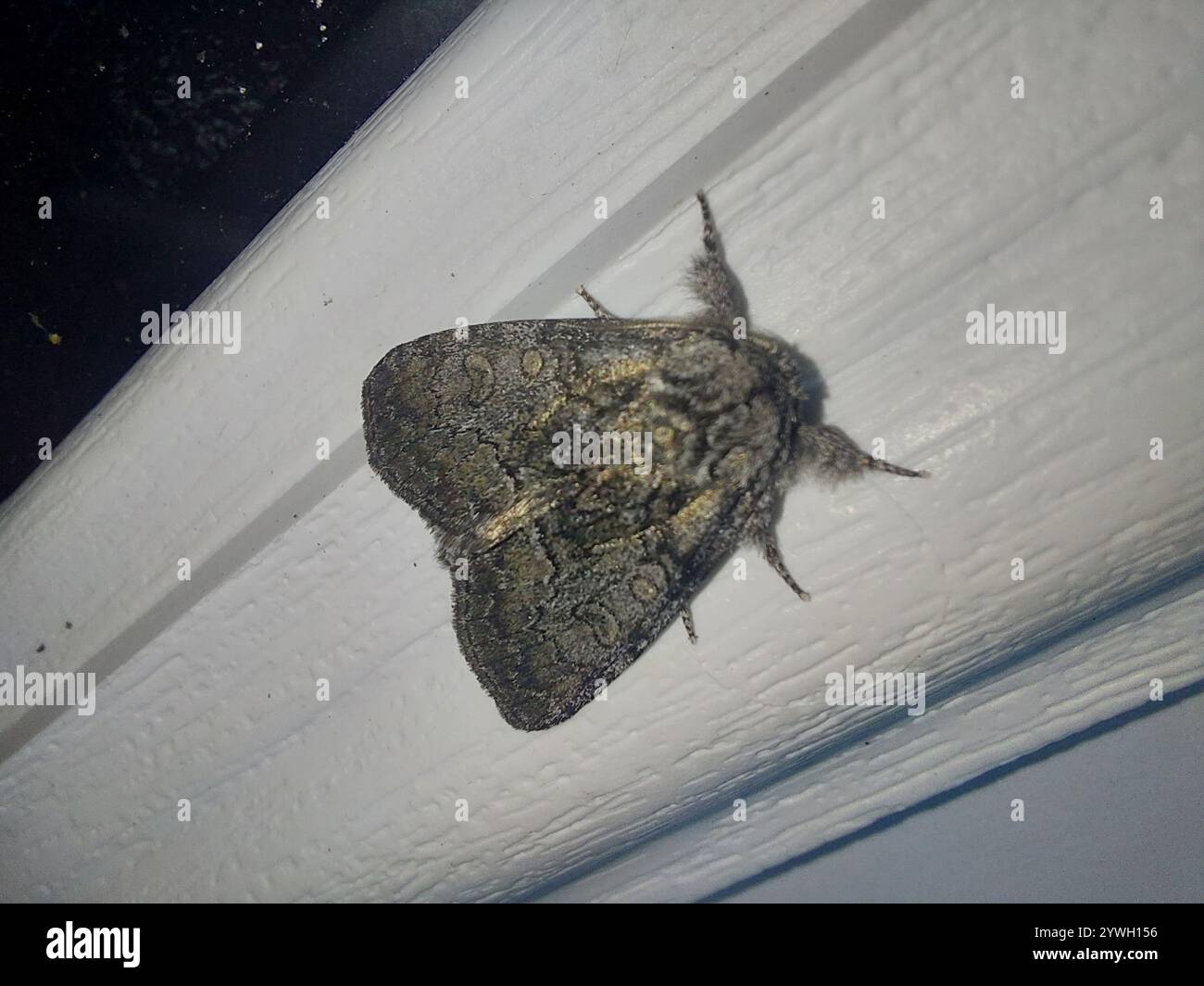 Brother Moth (Raphia frater Stock Photo - Alamy
