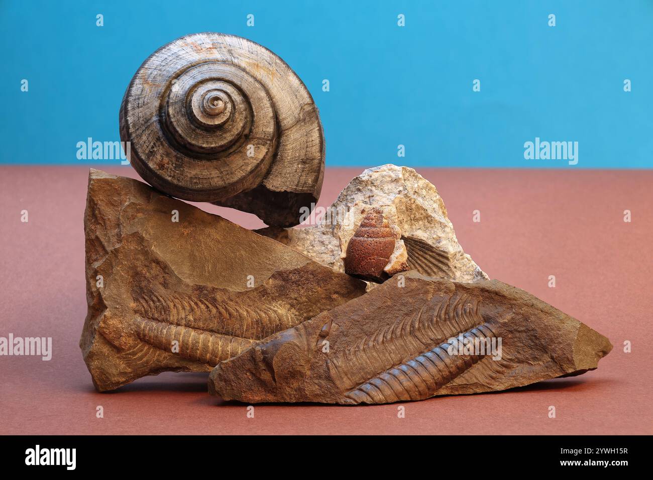 Still life with one shell and fossils. Photo with maximizing depth of ...