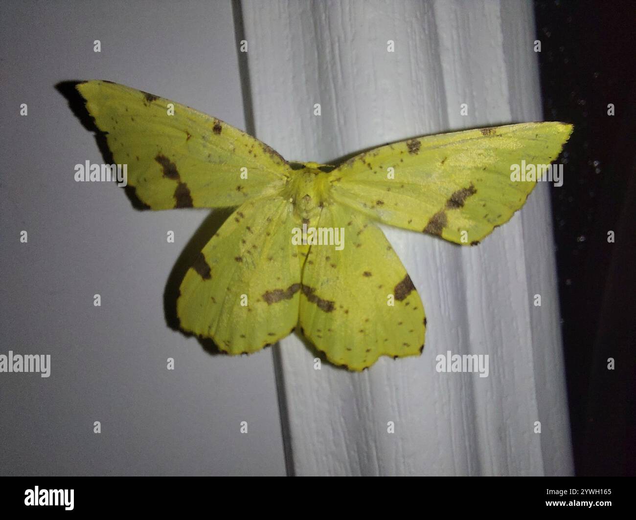 Crocus Geometer Moths (Xanthotype Stock Photo - Alamy
