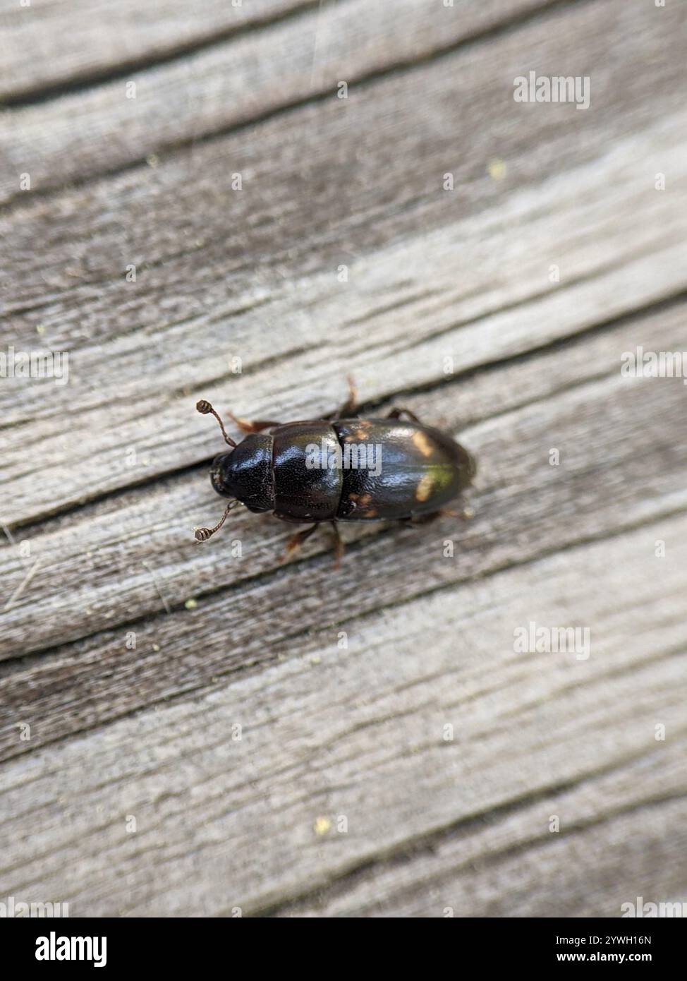 Four-spotted Sap Beetle (Glischrochilus quadrisignatus Stock Photo - Alamy