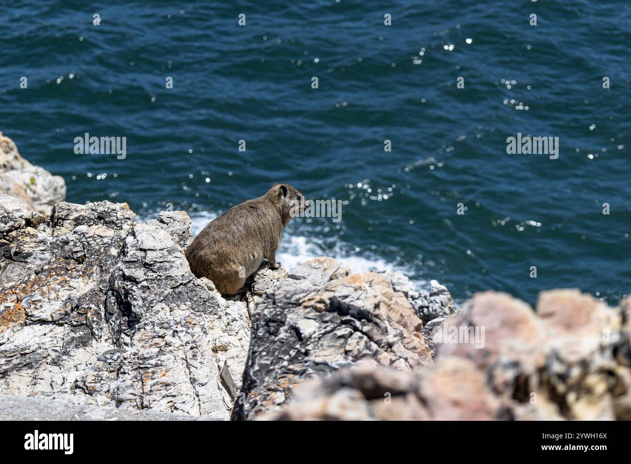 Fauna africa wildlife south hi-res stock photography and images - Alamy