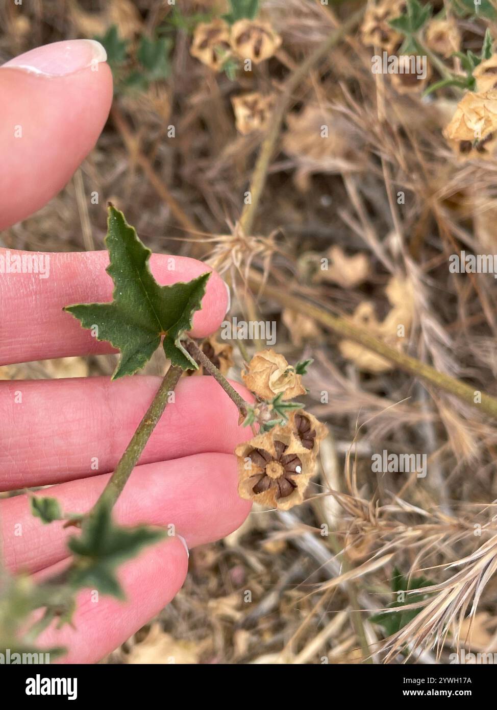 Cretan mallow (Malva multiflora Stock Photo - Alamy