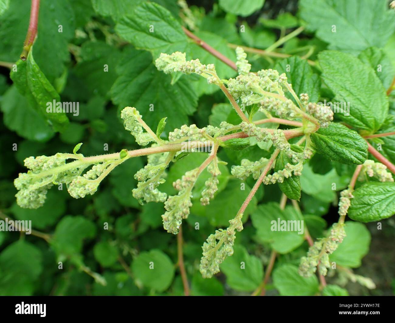 Ocean spray (Holodiscus discolor Stock Photo - Alamy