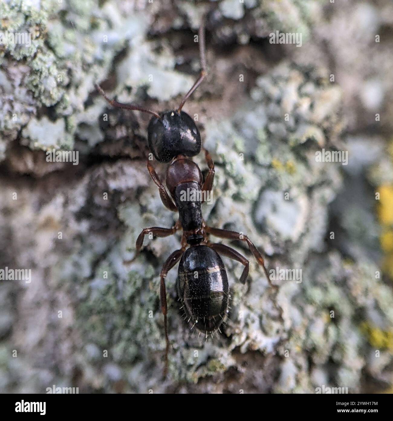 Nearctic Carpenter Ant (Camponotus nearcticus Stock Photo - Alamy