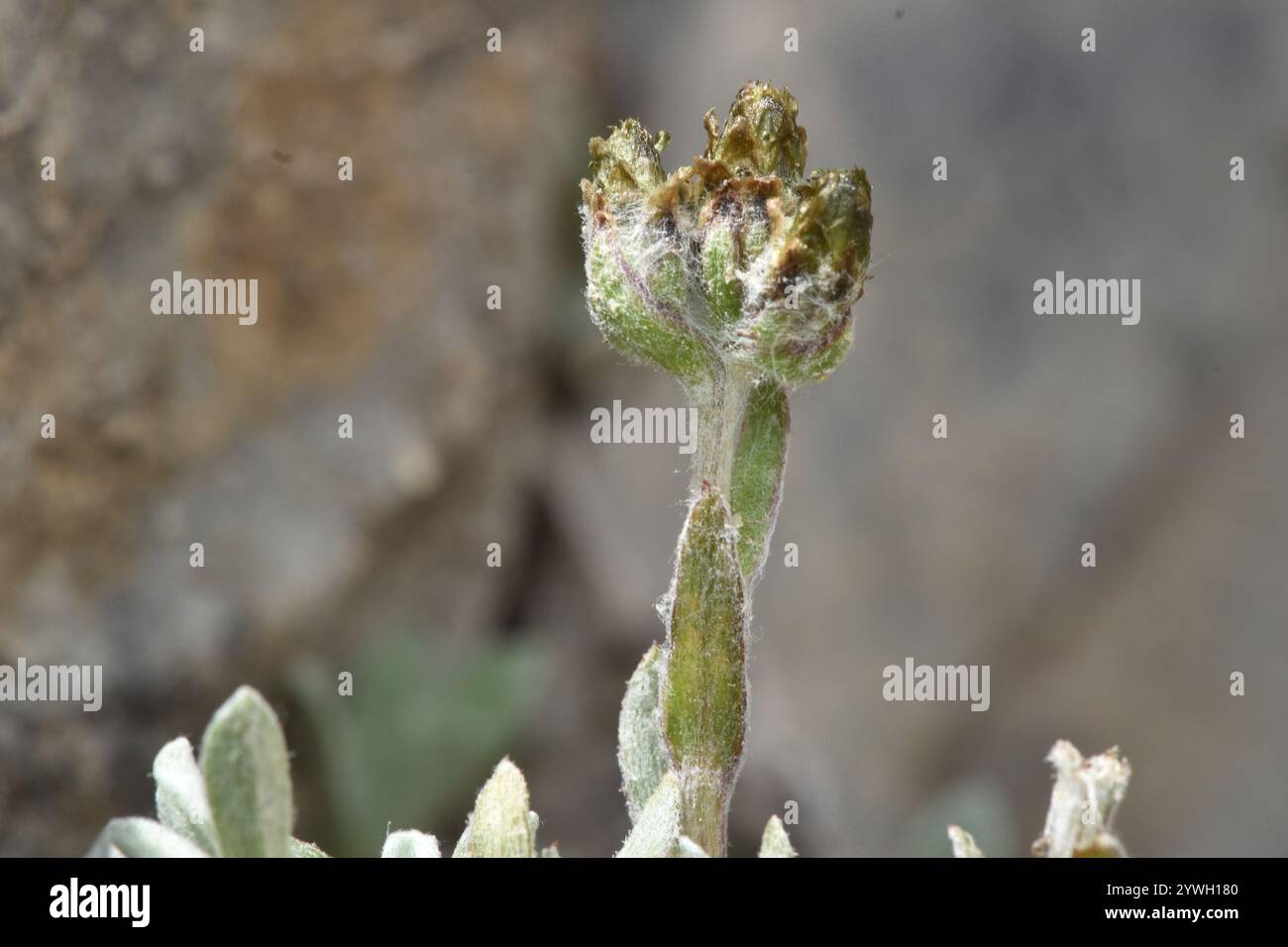 Low Pussytoes (Antennaria dimorpha Stock Photo - Alamy