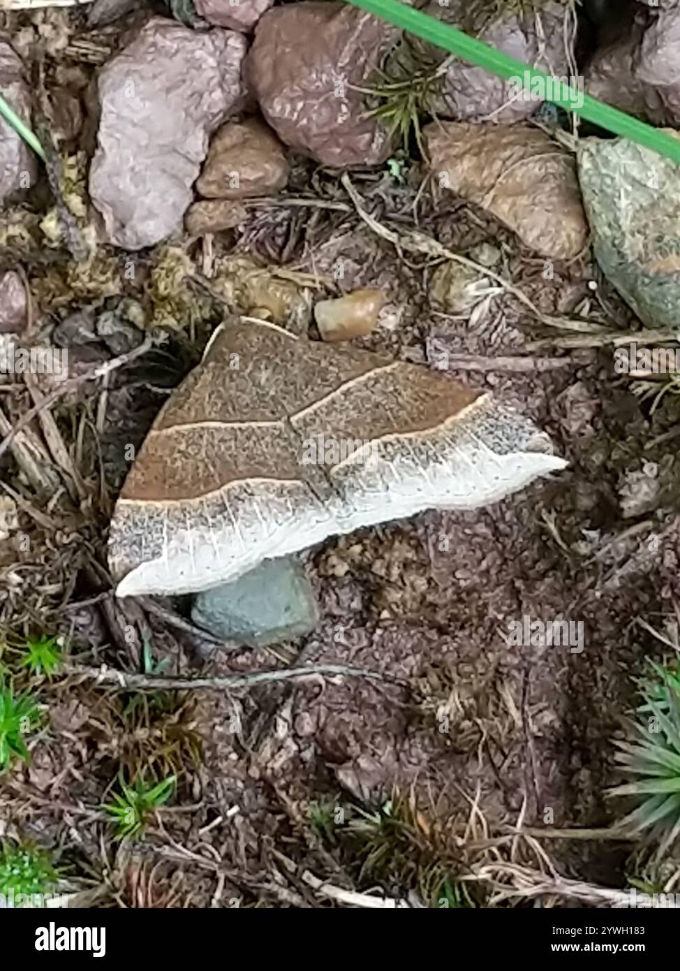Maple Looper Moth (Parallelia bistriaris Stock Photo - Alamy