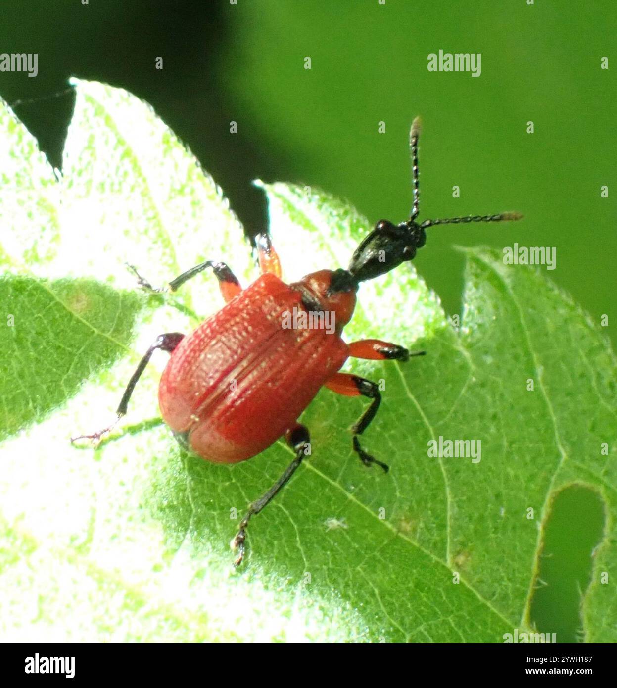 Hazel leaf-roller weevil (Apoderus coryli Stock Photo - Alamy