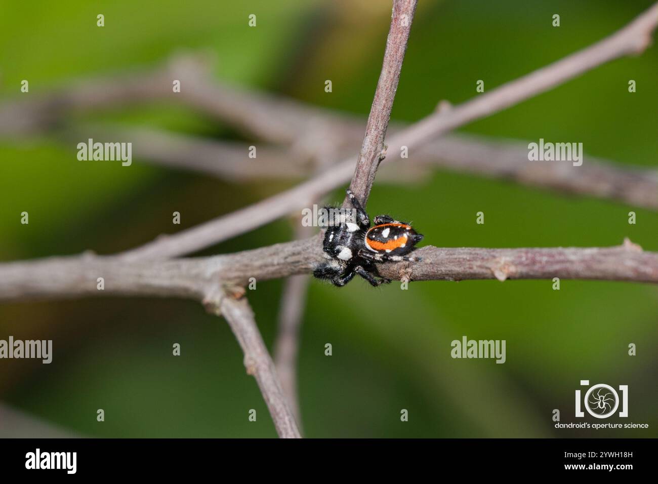 Workman's Jumping Spider (Phidippus workmani Stock Photo - Alamy