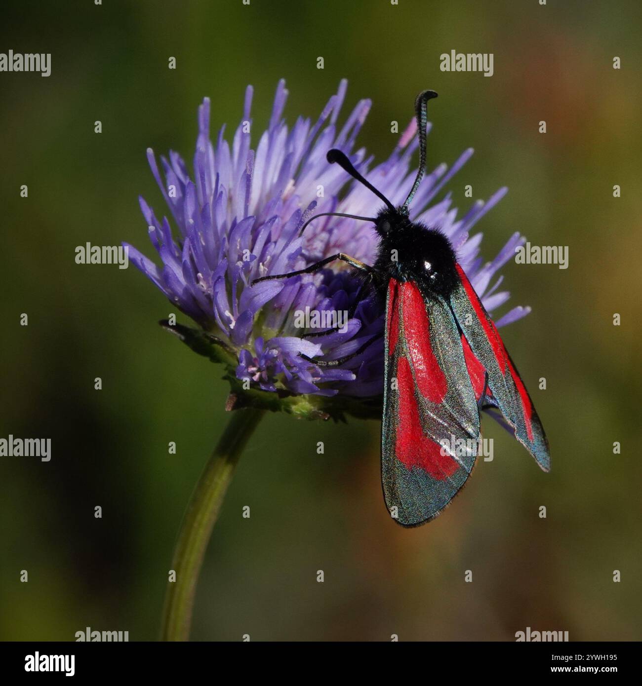 Blood droplet burnet zygaena minos hi-res stock photography and images ...