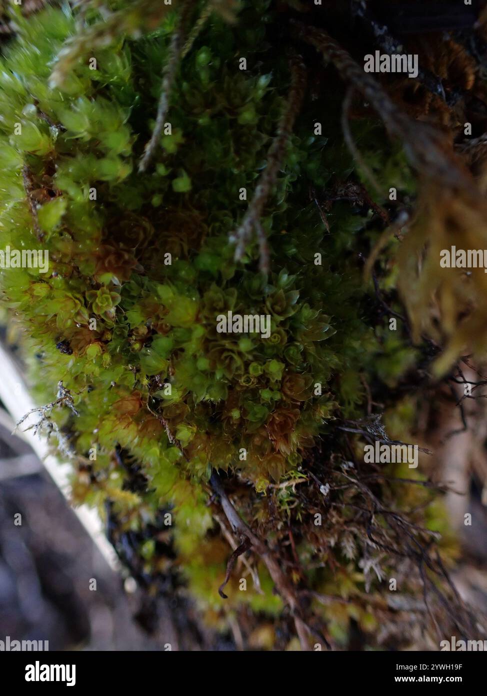 Capillary Thread-moss (Ptychostomum capillare Stock Photo - Alamy