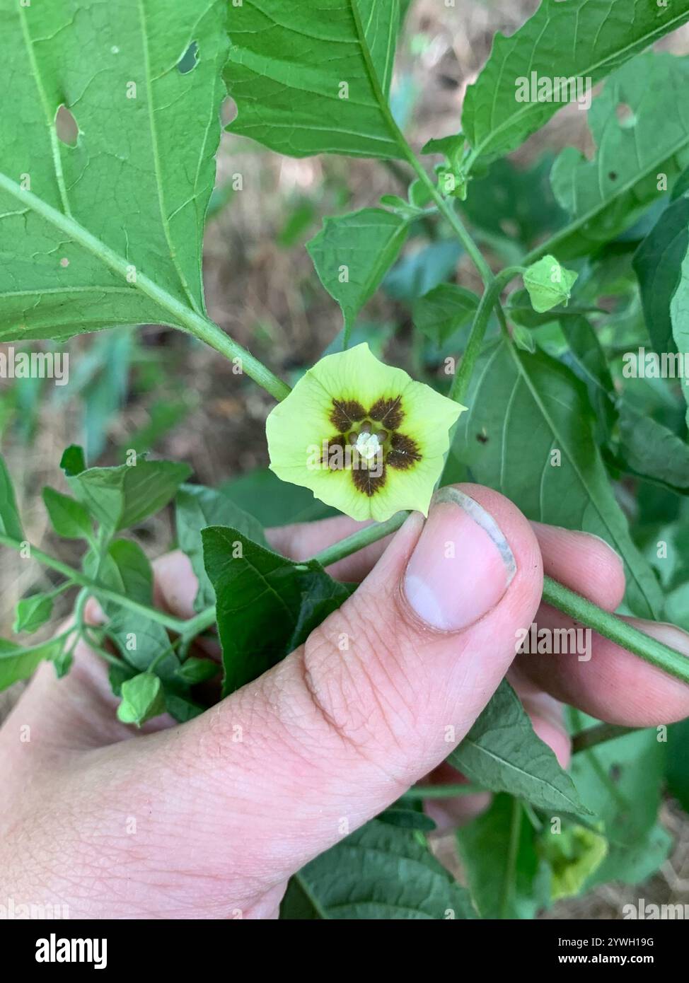 long-leaved groundcherry (Physalis longifolia Stock Photo - Alamy