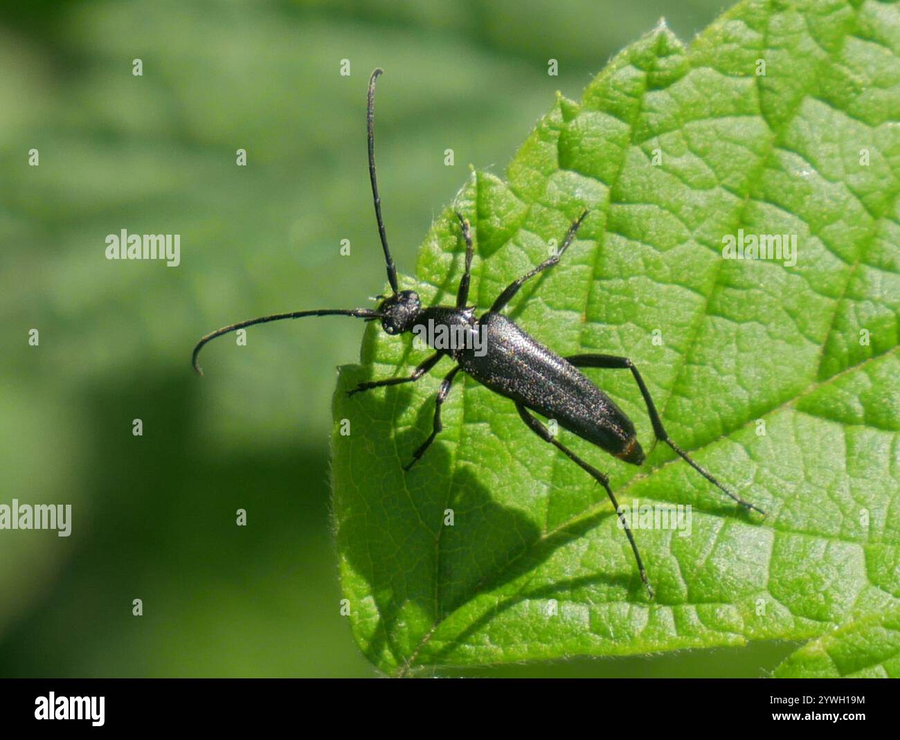 small black longhorn beetle (Stenurella nigra Stock Photo - Alamy