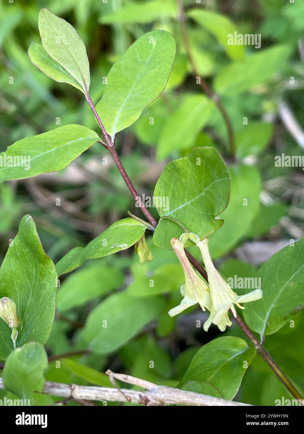Utah Honeysuckle (Lonicera utahensis Stock Photo - Alamy