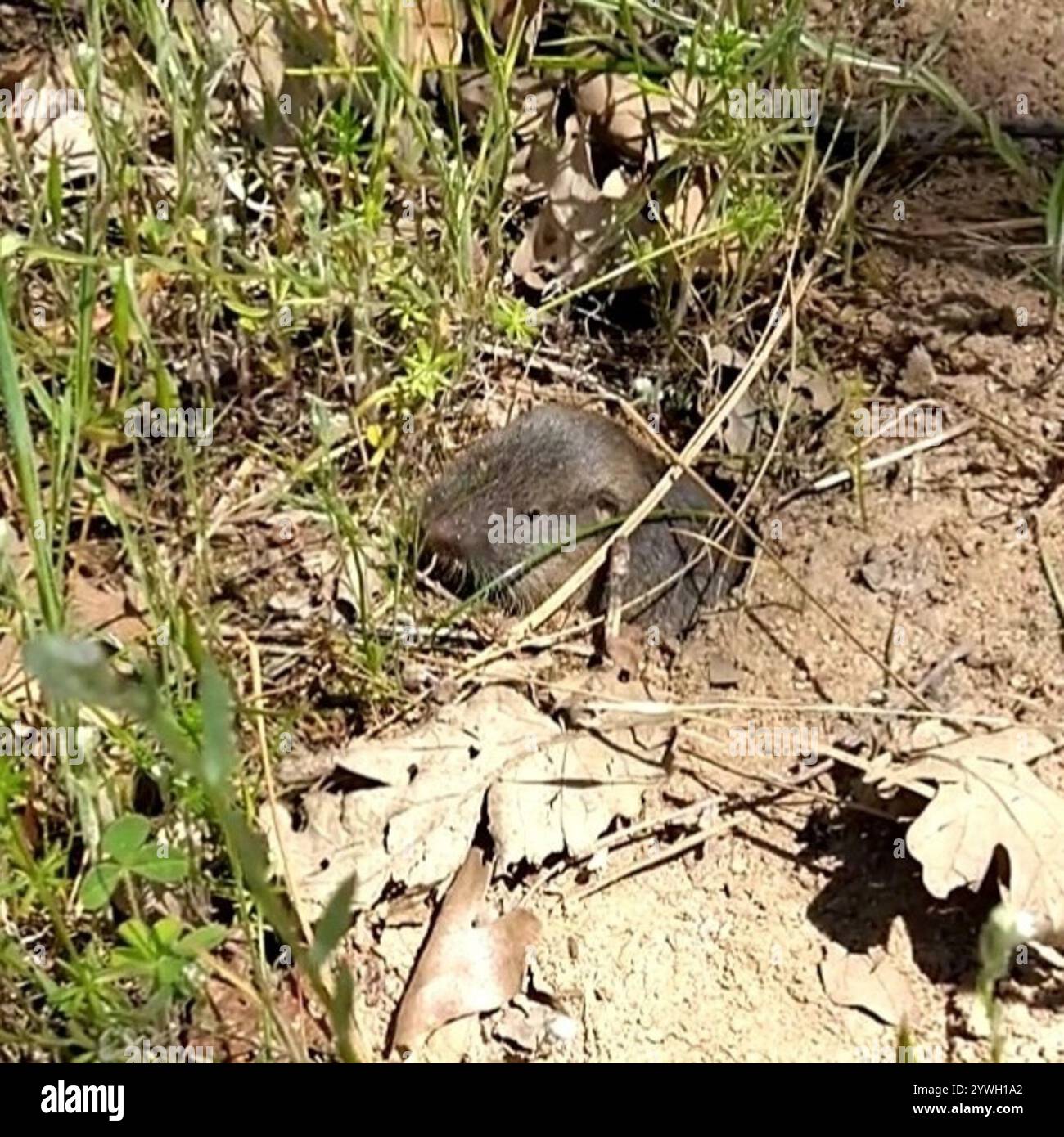 Mountain Pocket Gopher (Thomomys monticola Stock Photo - Alamy