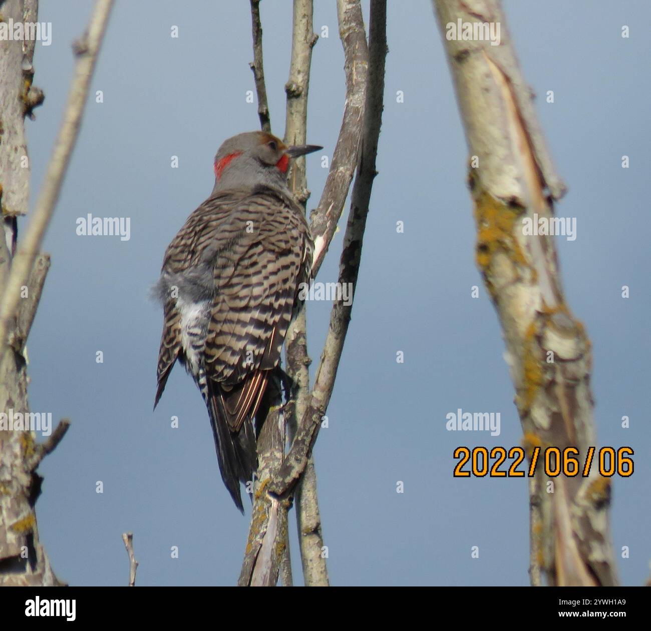 Yellow-shafted × Red-shafted Flicker (Colaptes auratus luteus × cafer ...