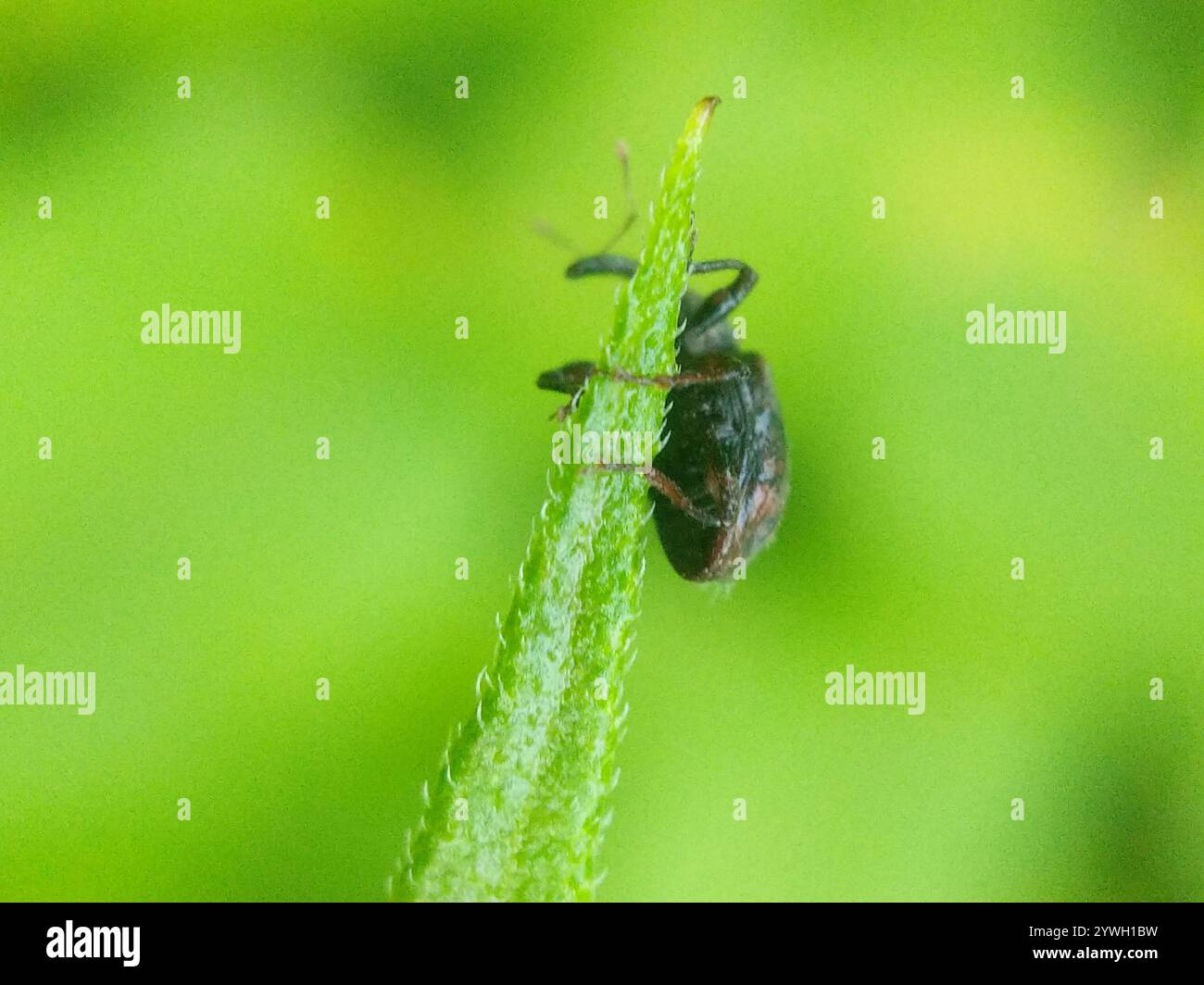 True Weevils (Curculionidae Stock Photo - Alamy