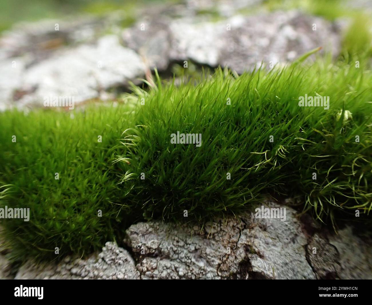 Fragile Fork-moss (Dicranum tauricum Stock Photo - Alamy
