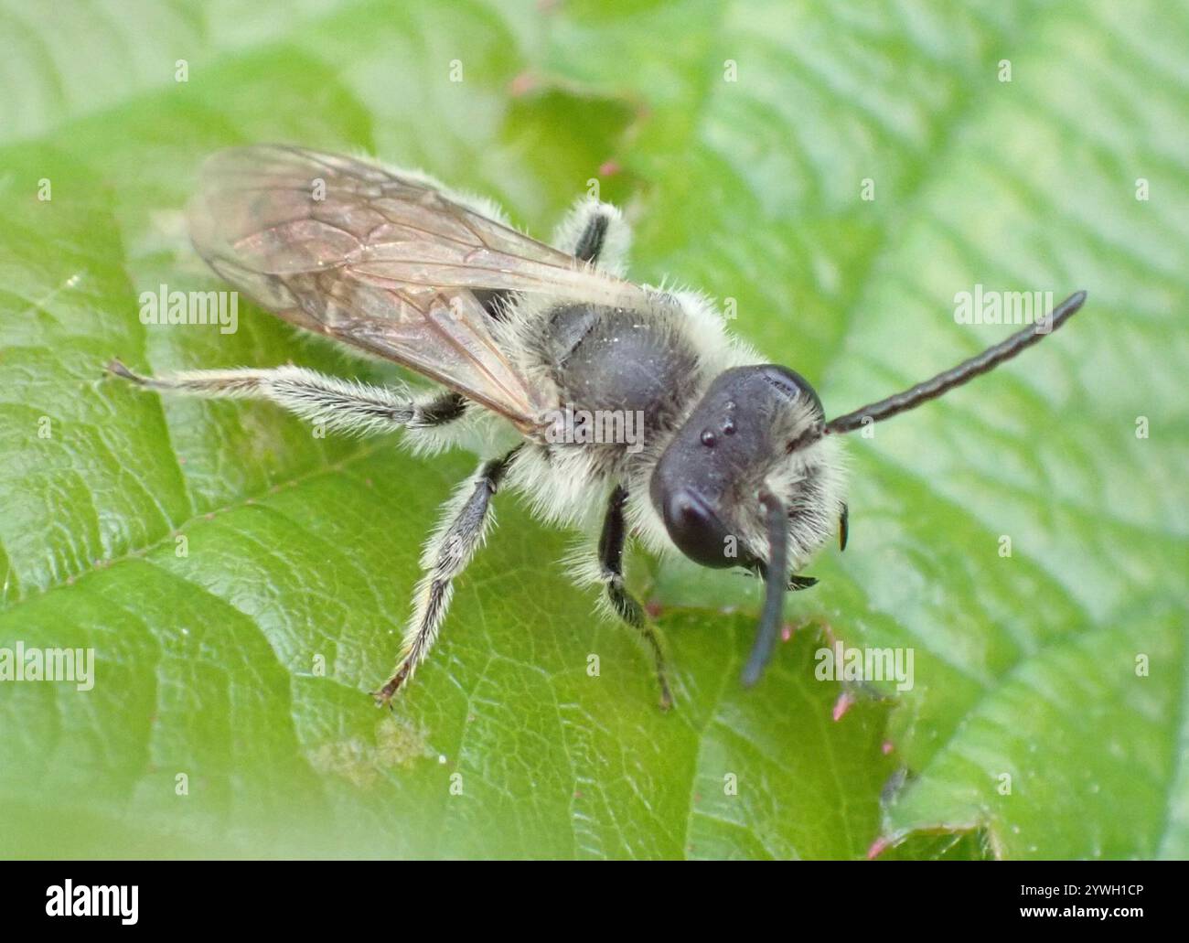 Mining Bees (Andrena Stock Photo - Alamy