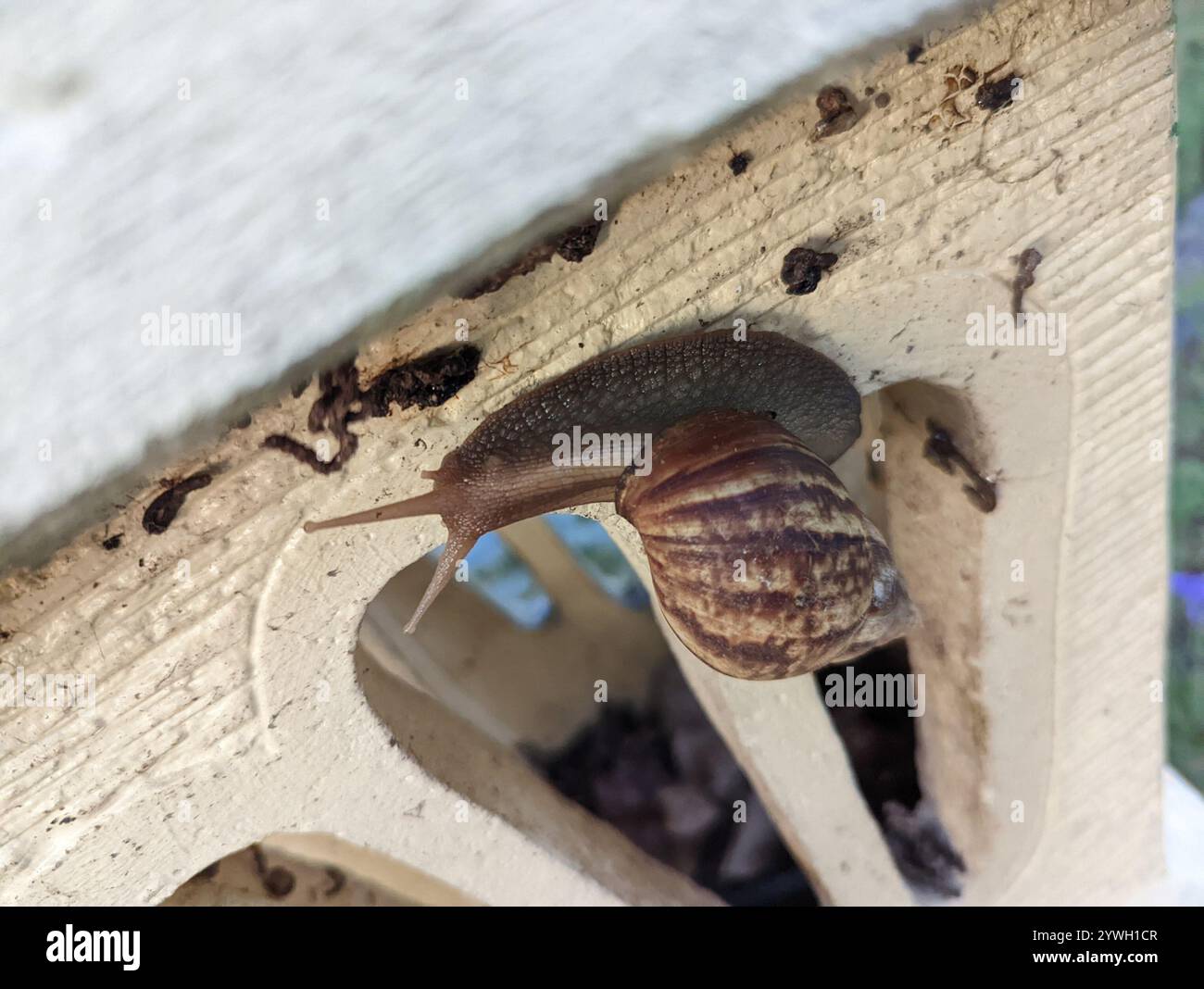 African Giant Snail (Lissachatina fulica Stock Photo - Alamy