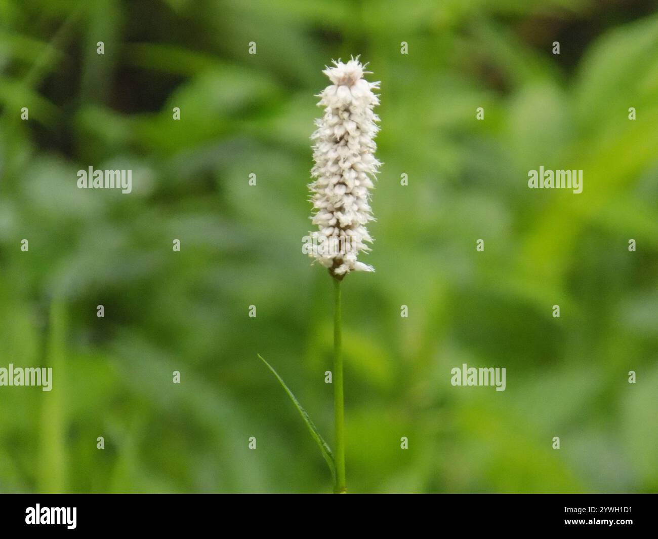 common bistort (Bistorta officinalis Stock Photo - Alamy