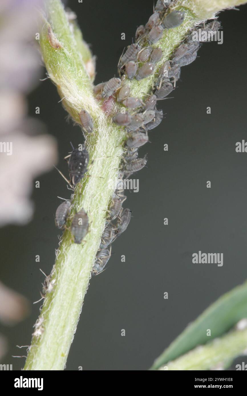 Aphis craccivora hi-res stock photography and images - Alamy