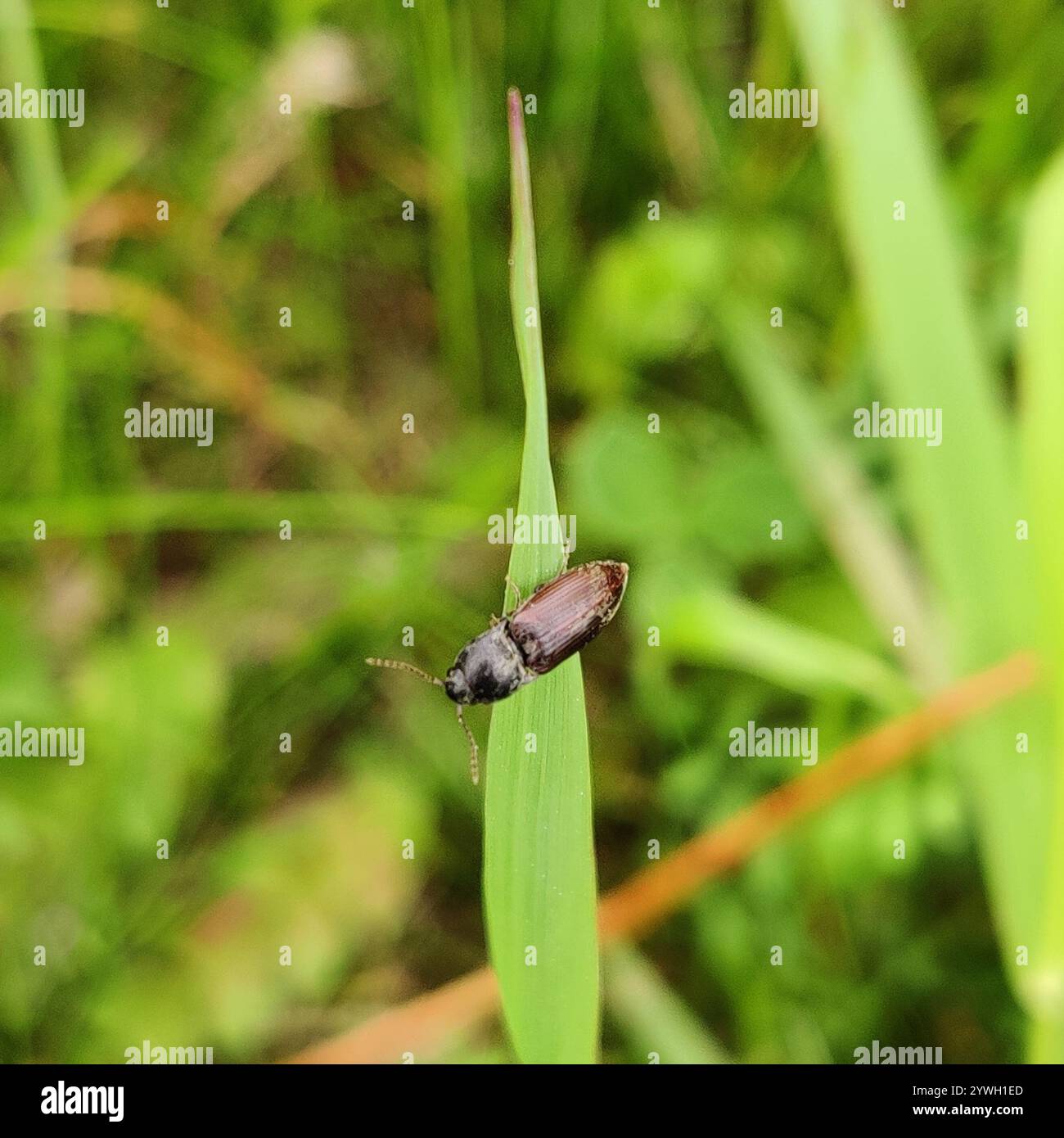 Click Beetles (Elateridae Stock Photo - Alamy