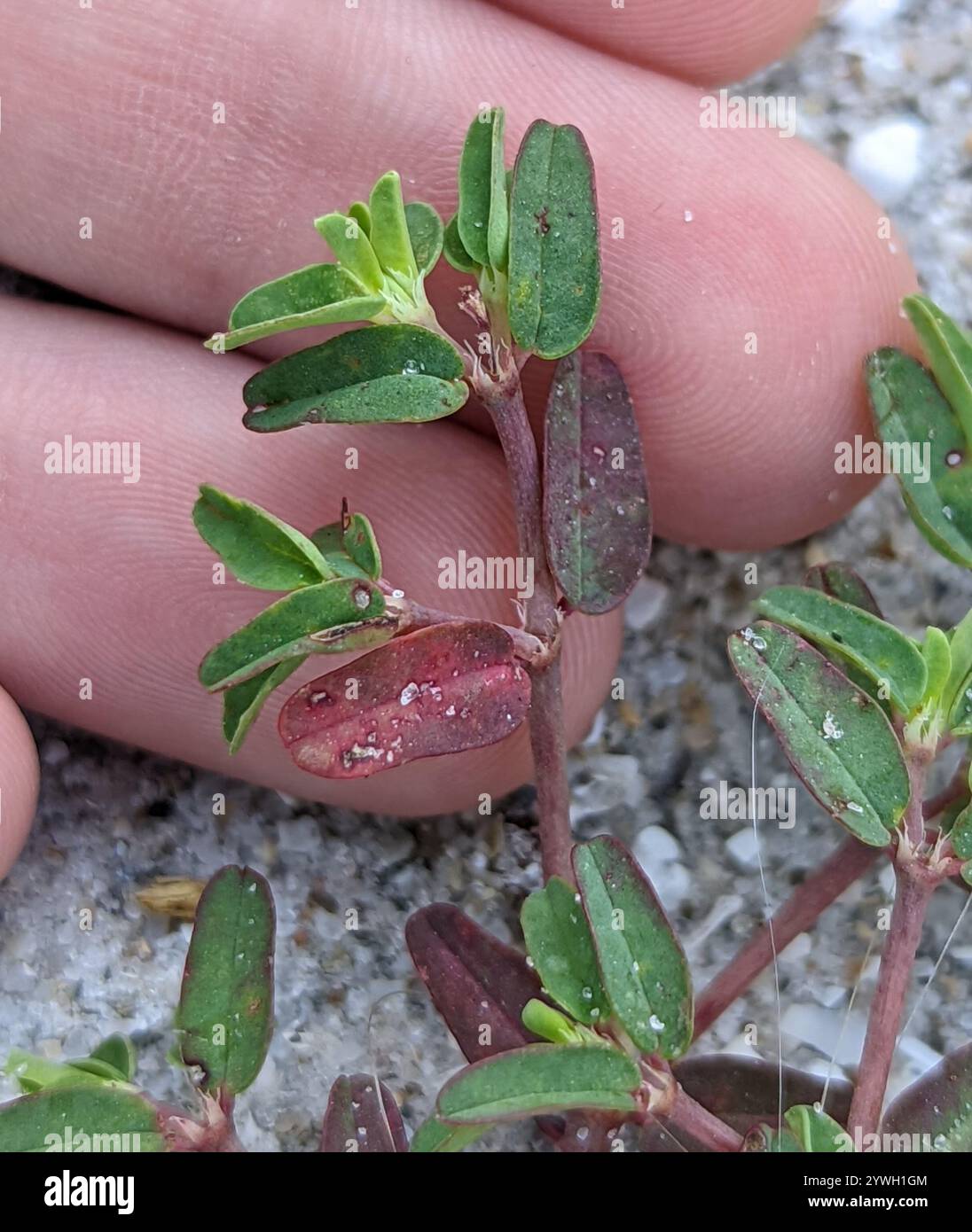 Southern Seaside Spurge (Euphorbia bombensis Stock Photo - Alamy