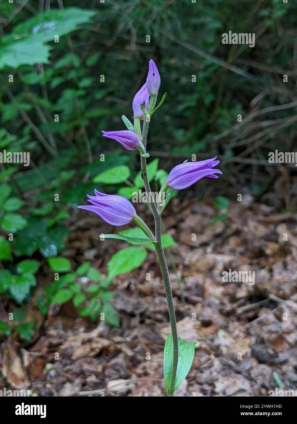 Red Helleborine (Cephalanthera rubra Stock Photo - Alamy