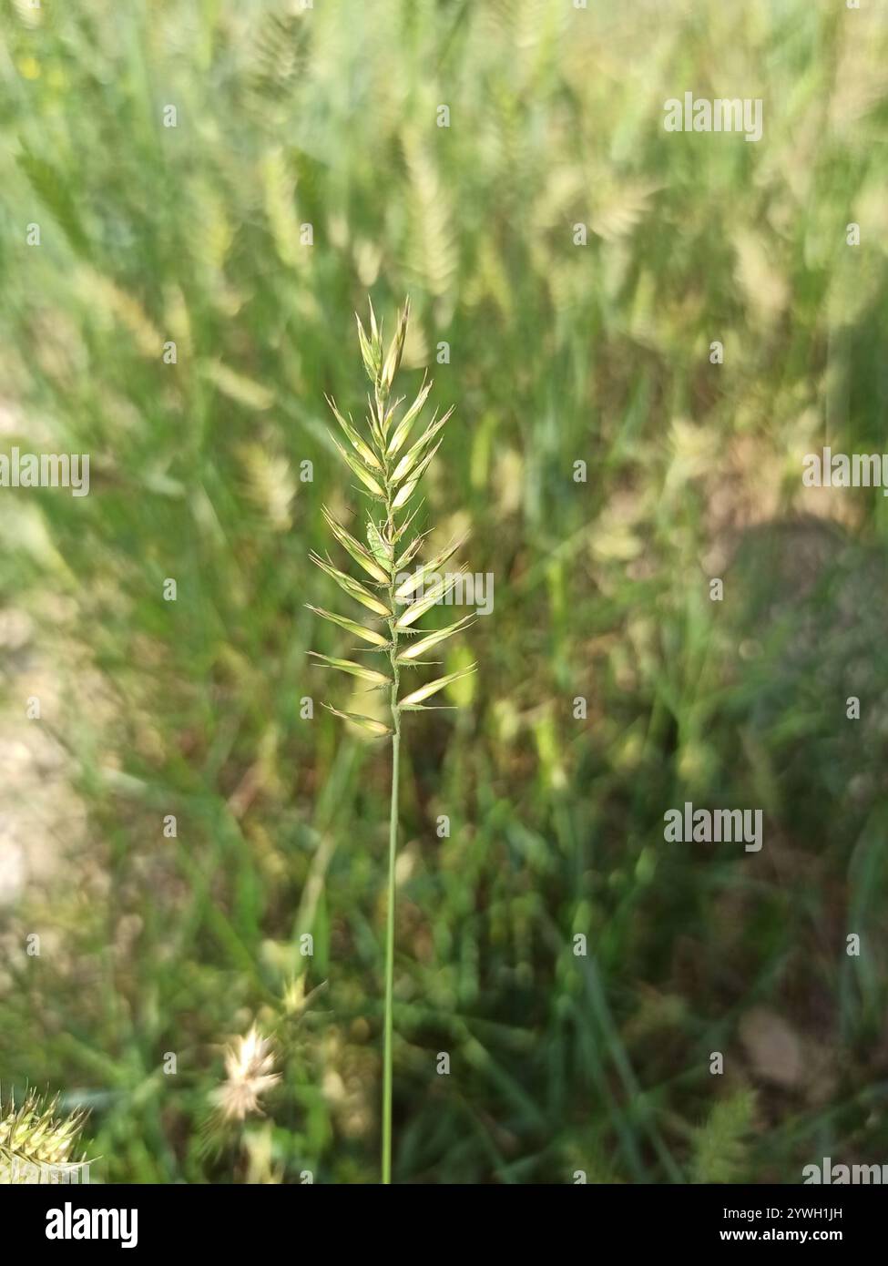 Crested Wheatgrass (Agropyron cristatum Stock Photo - Alamy