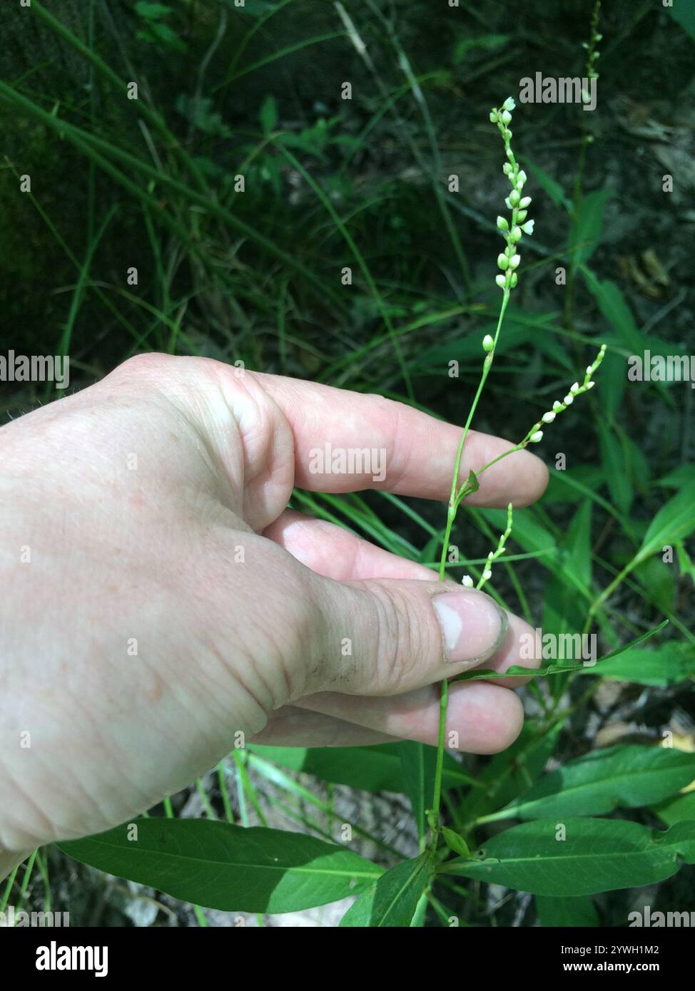 swamp smartweed (Persicaria hydropiperoides Stock Photo - Alamy