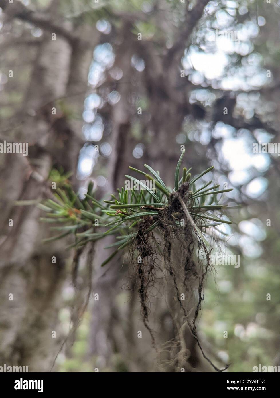 subalpine fir (Abies lasiocarpa Stock Photo - Alamy
