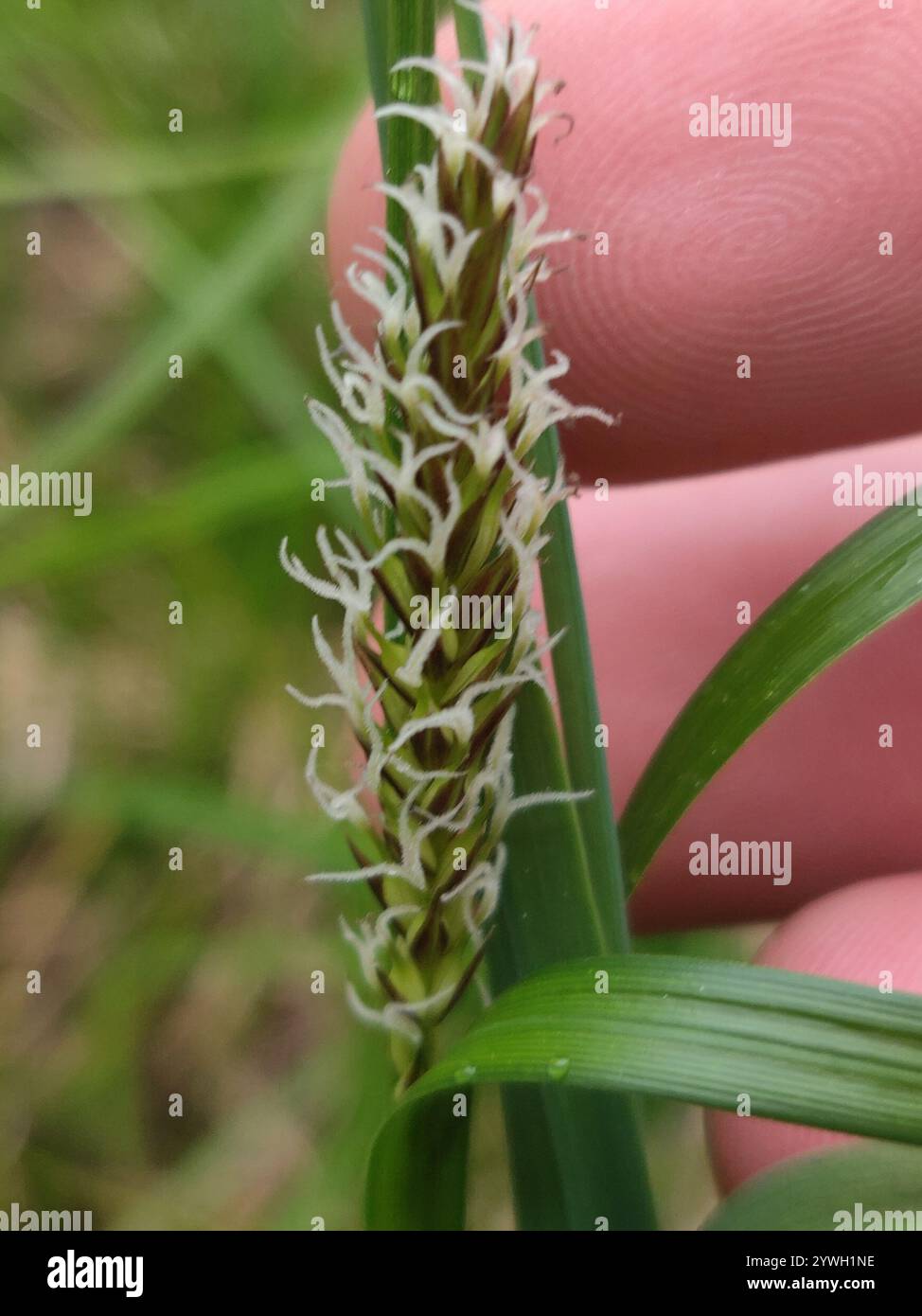 tussock sedge (Carex stricta Stock Photo - Alamy