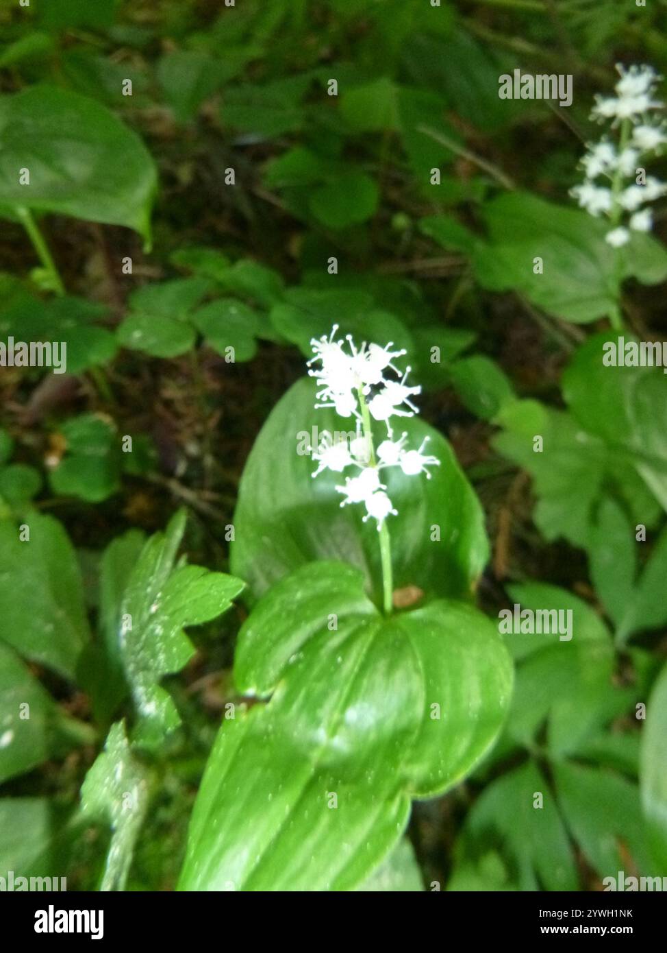 May Lily (Maianthemum bifolium Stock Photo - Alamy