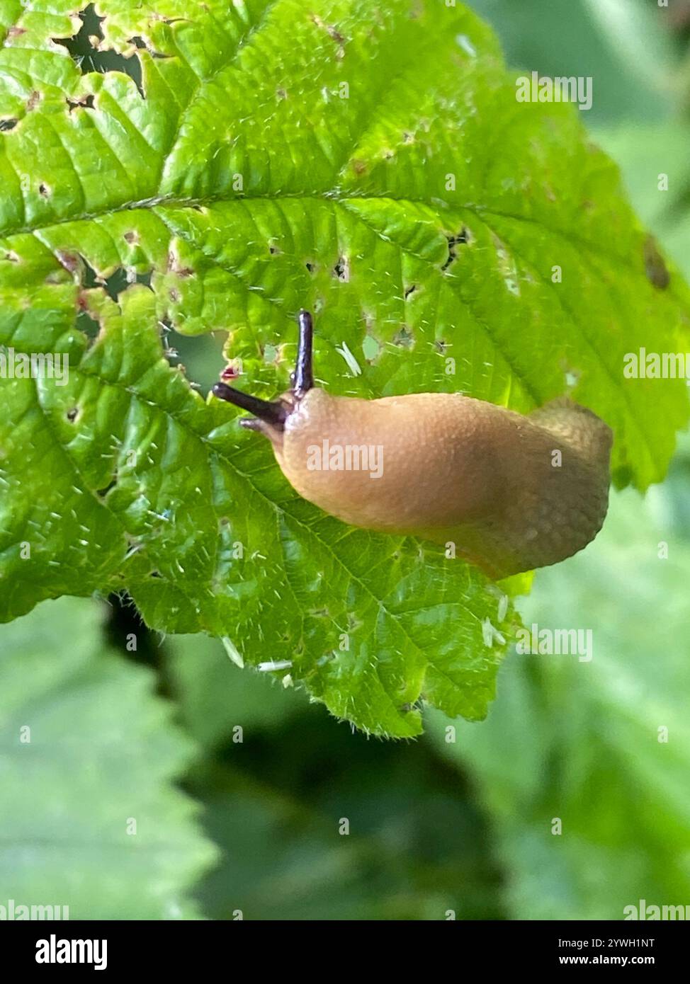 Arion Slugs (Arion Stock Photo - Alamy