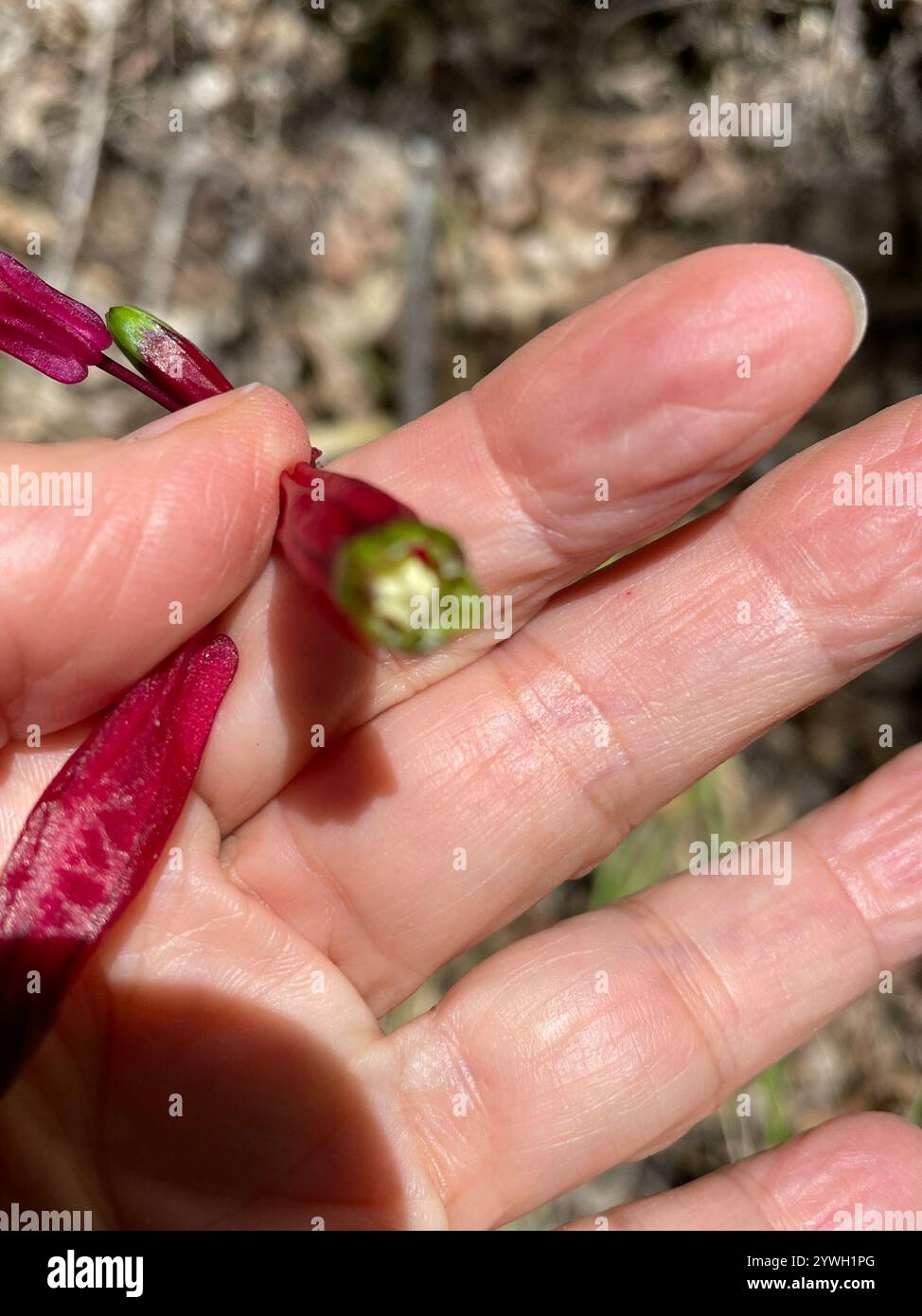 firecracker flower (Dichelostemma ida-maia Stock Photo - Alamy