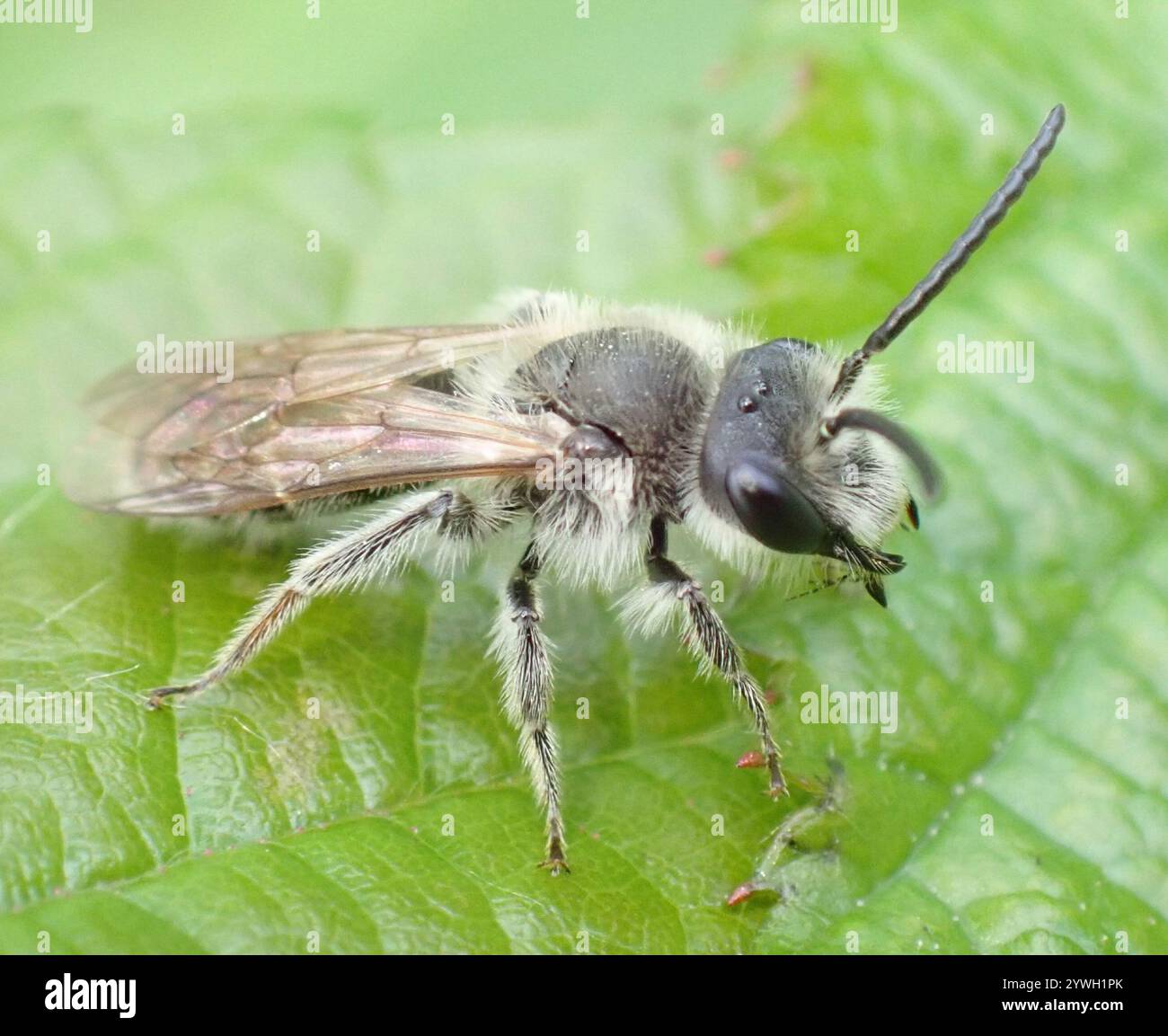 Mining Bees (Andrena Stock Photo - Alamy