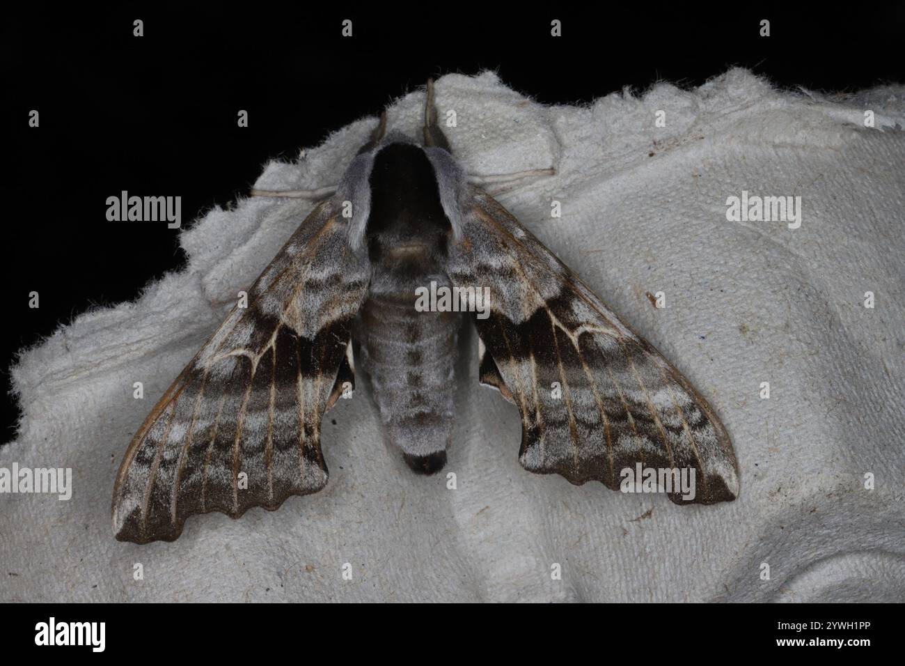 One-eyed Sphinx (Smerinthus cerisyi Stock Photo - Alamy