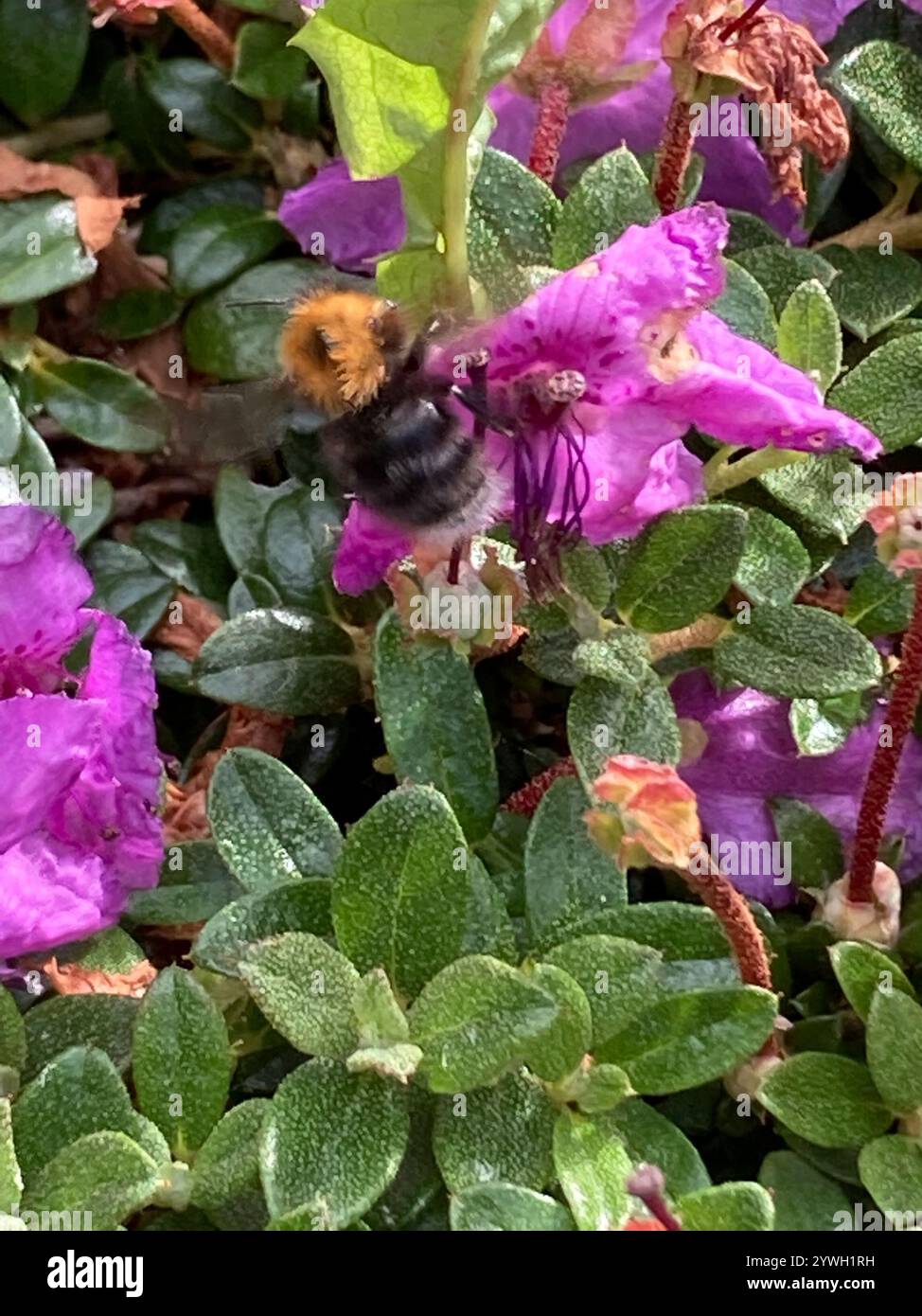 Tree Bumble Bee (Bombus hypnorum Stock Photo - Alamy