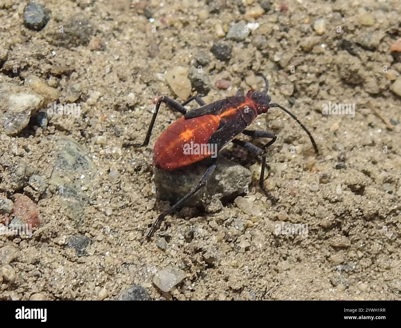Eastern Boxelder Bug (Boisea trivittata Stock Photo - Alamy