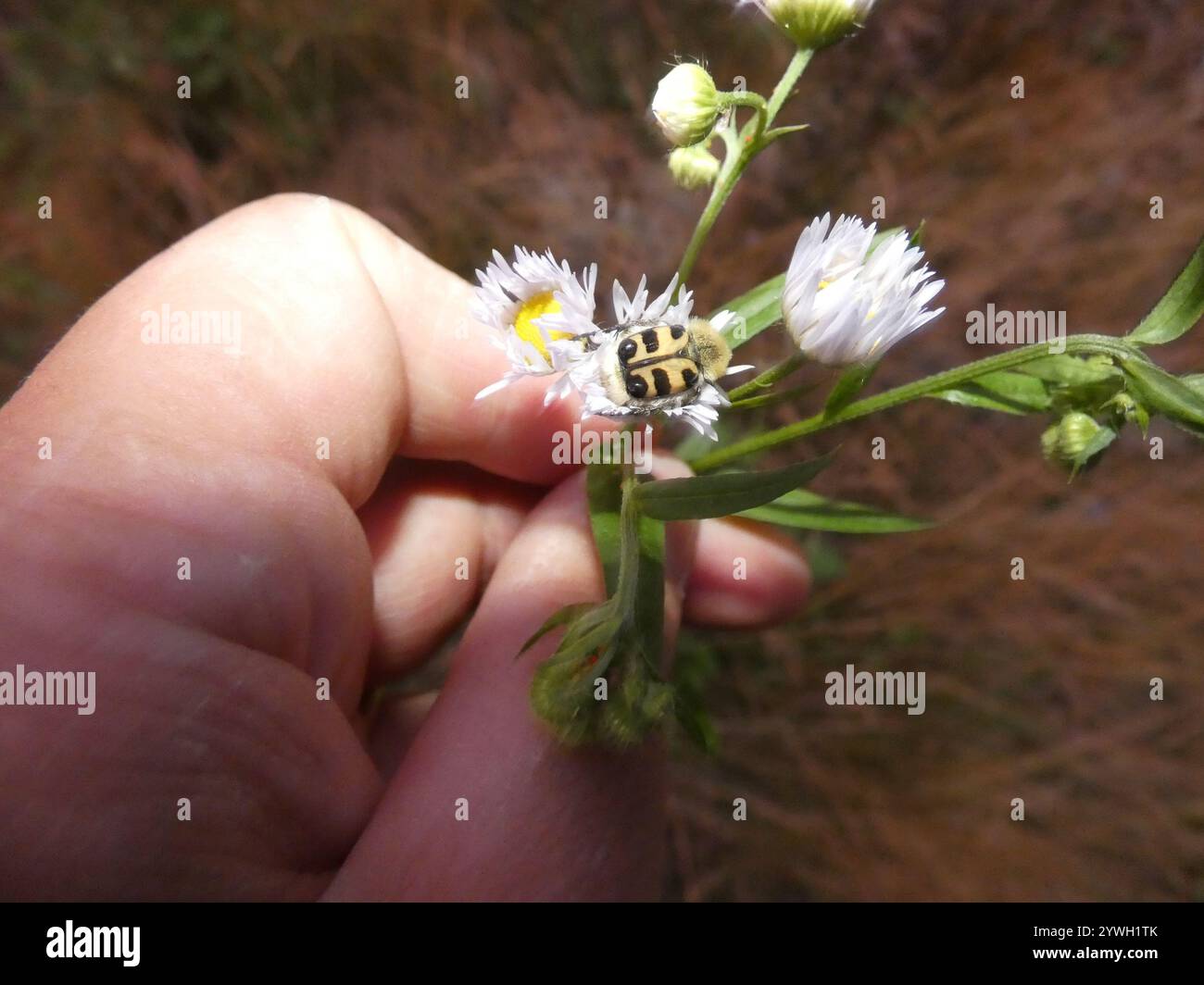 Bee Beetles (Trichius Stock Photo - Alamy