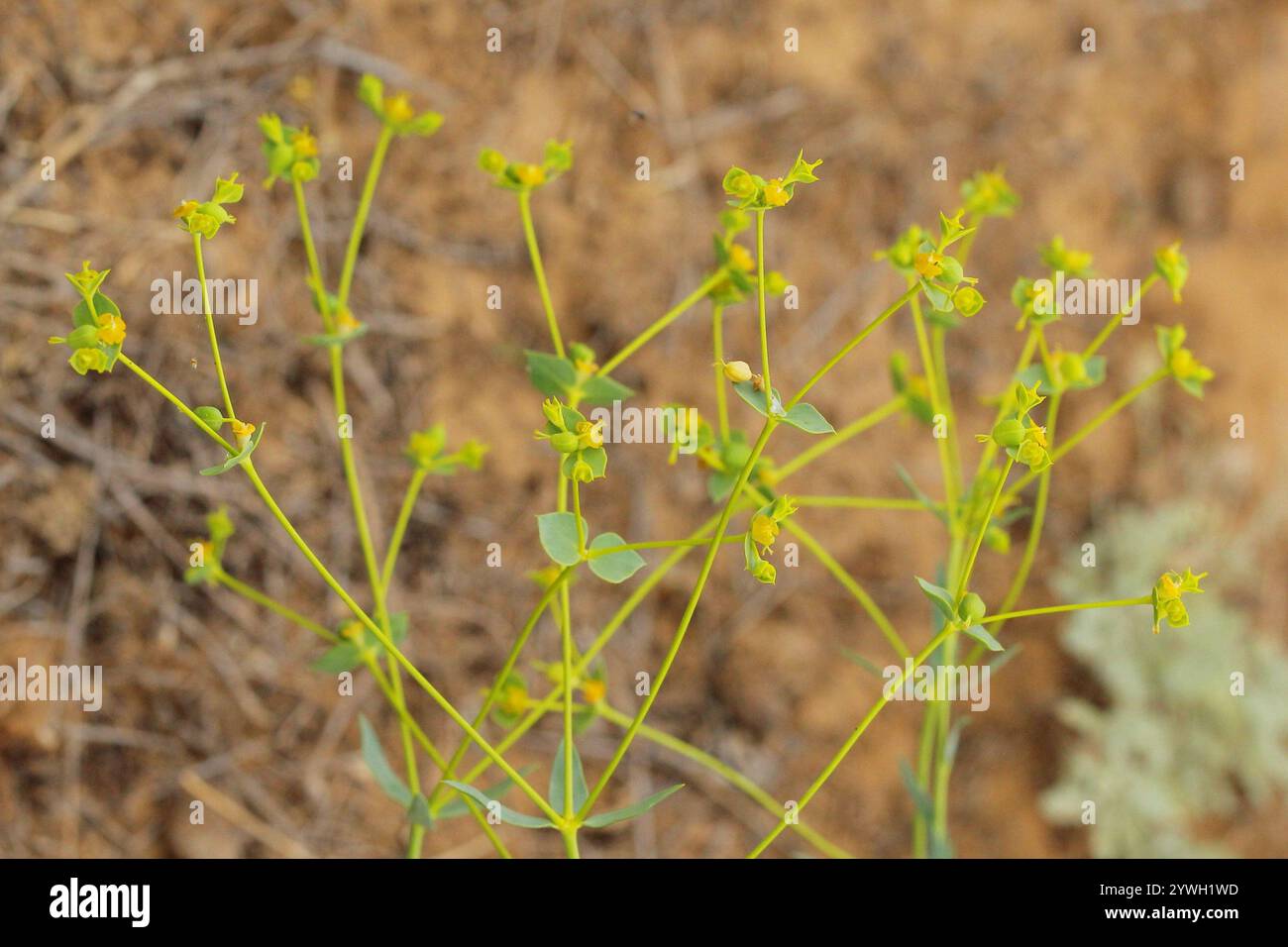 steppe spurge (Euphorbia seguieriana Stock Photo - Alamy
