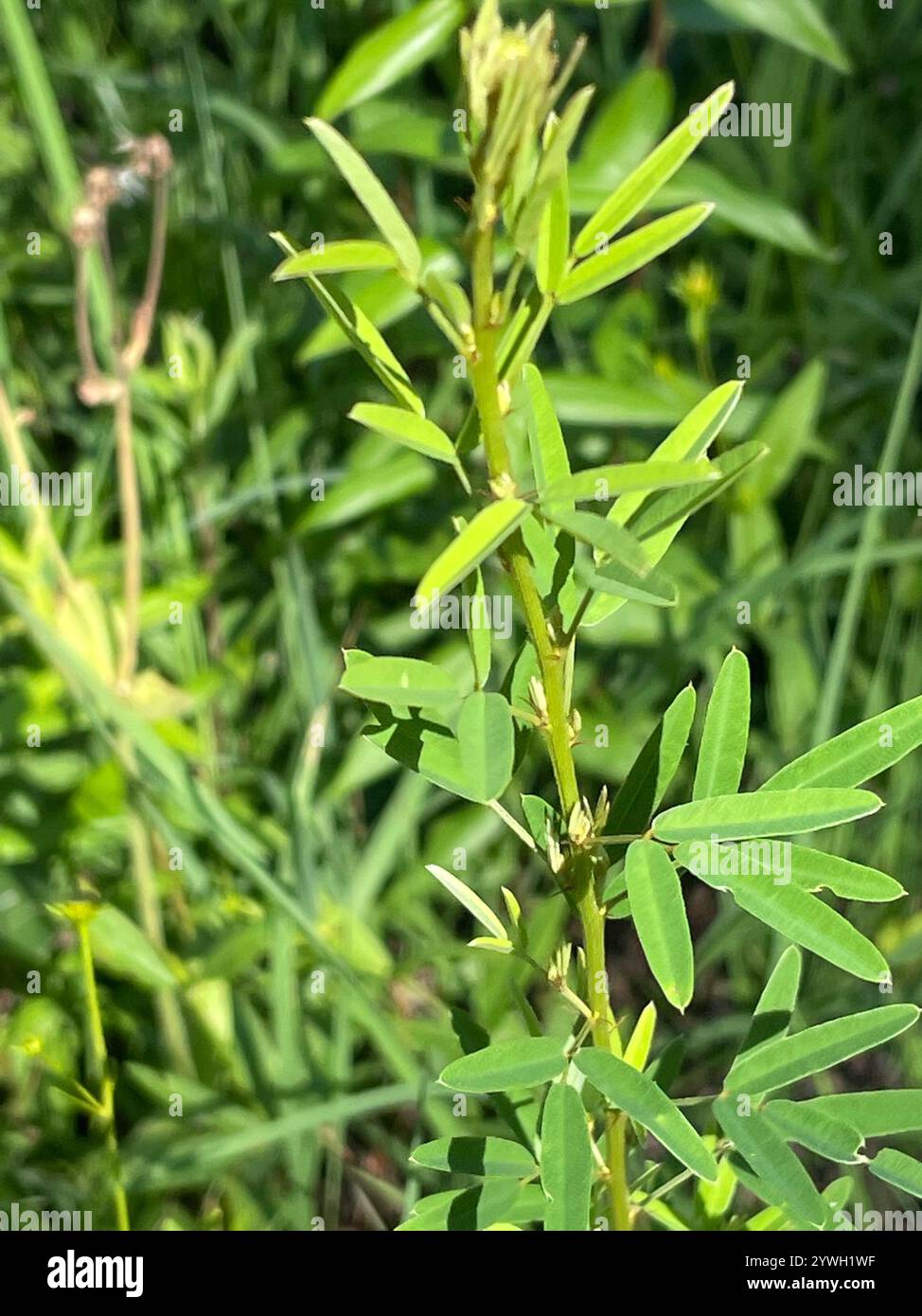 slender bush clover (Lespedeza virginica Stock Photo - Alamy