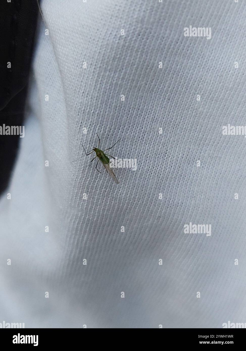 True Bugs, Hoppers, Aphids, and allies (Hemiptera Stock Photo - Alamy