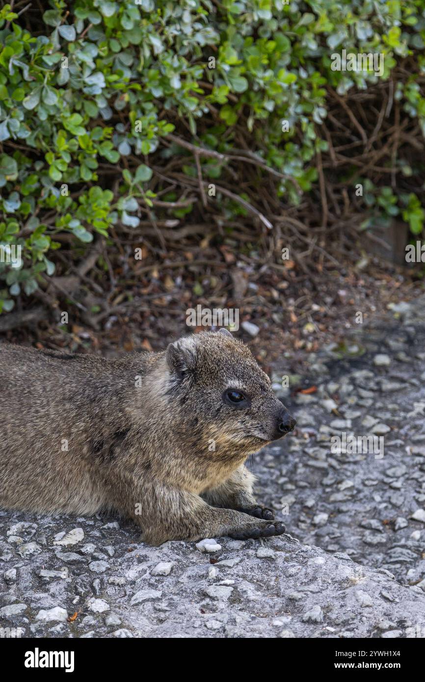 Rock hyrax resting on footpath in the shade of tree. Procavia capensis ...