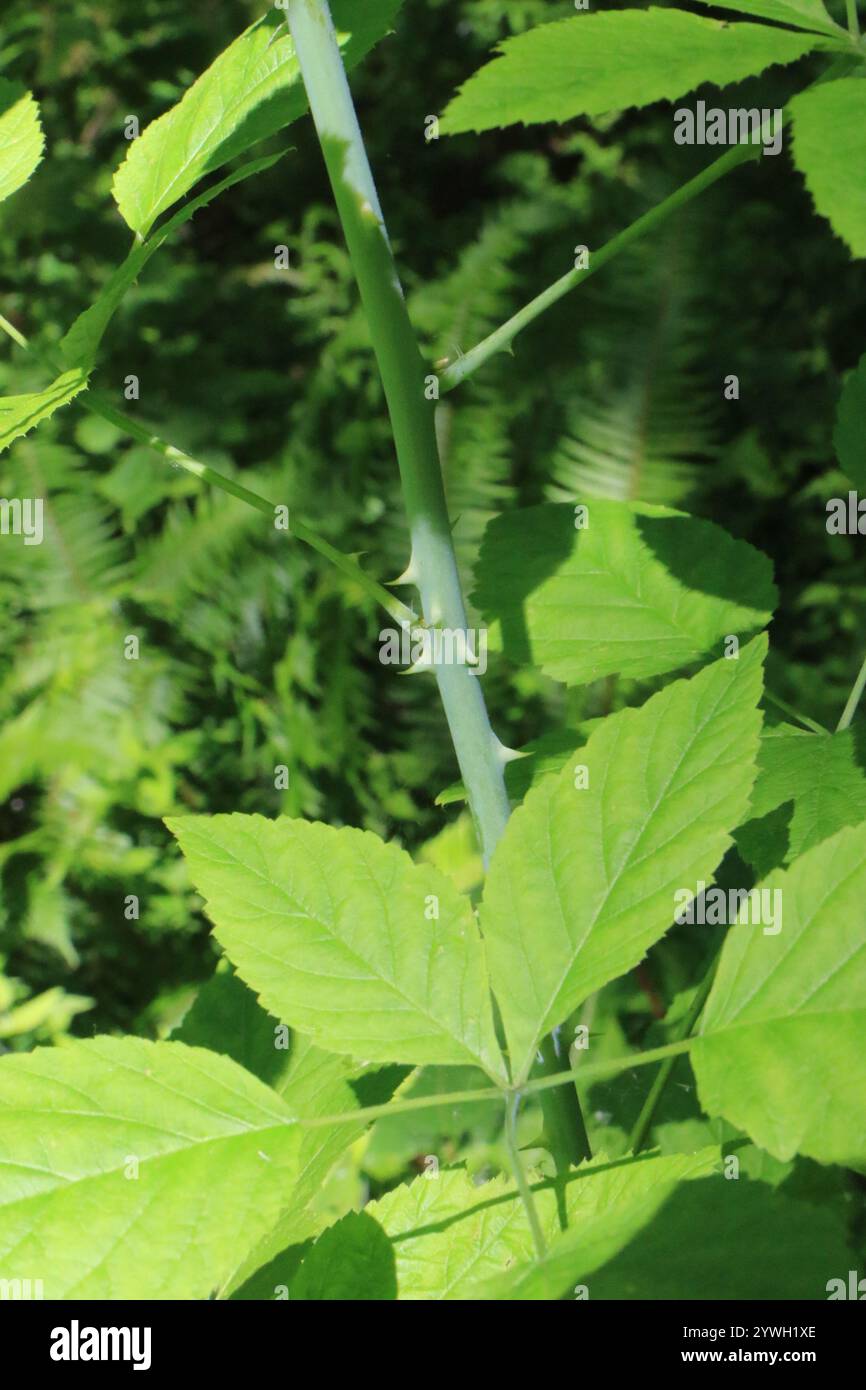 whitebark raspberry (Rubus leucodermis Stock Photo - Alamy